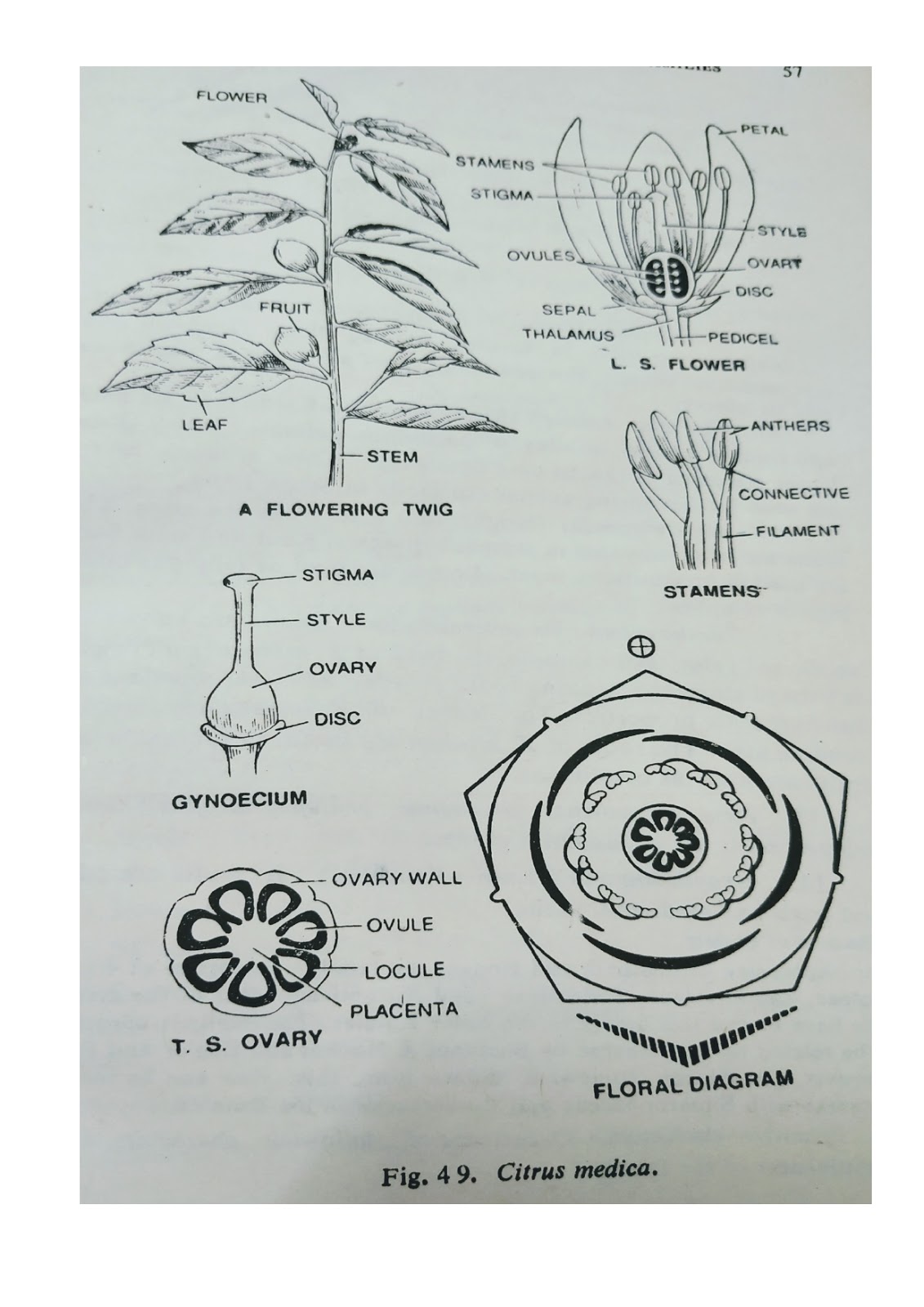 Department of Botany, Girraj Govt. College: 2020