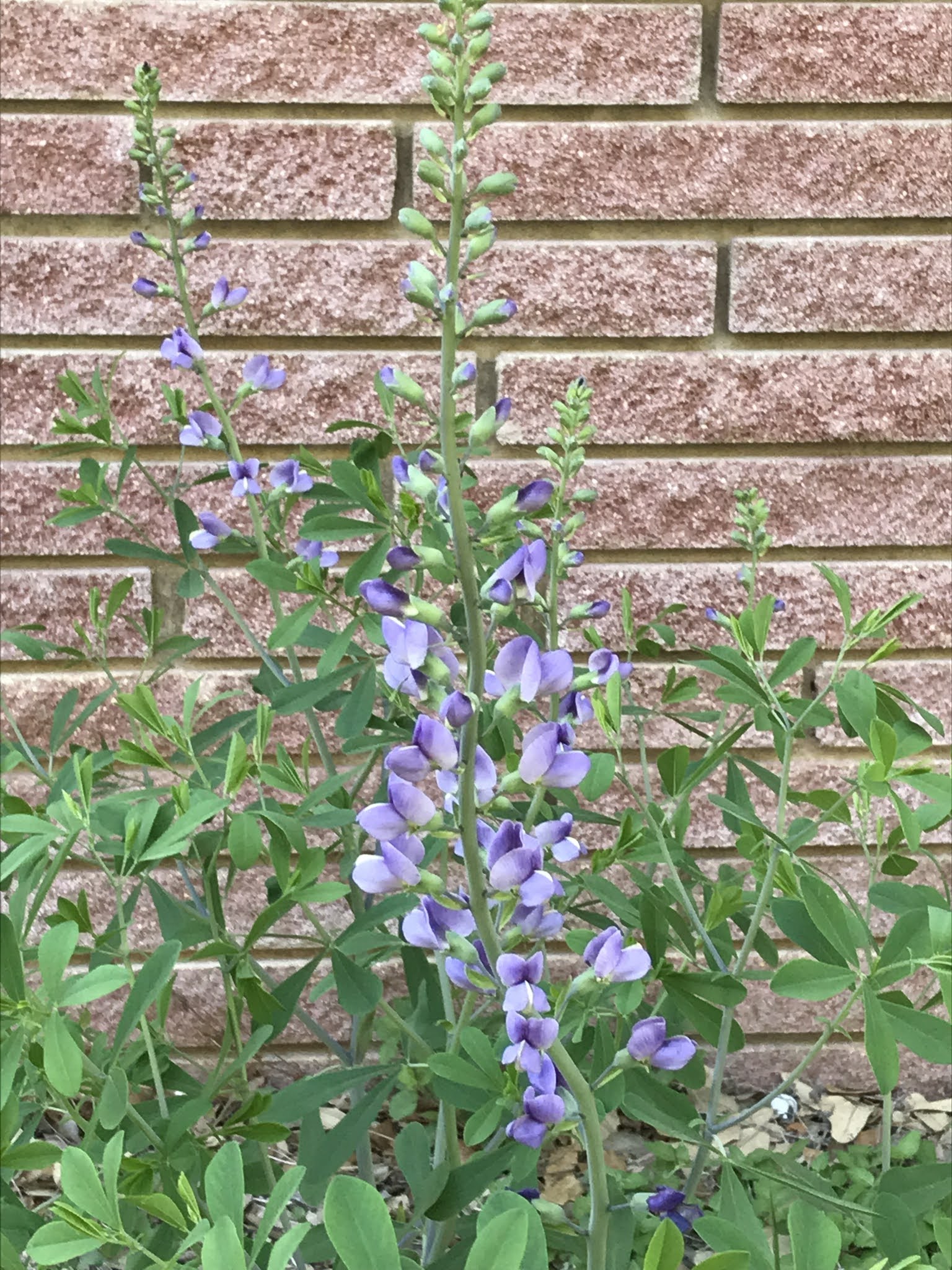Window on a Texas Wildscape: Wild blue indigo
