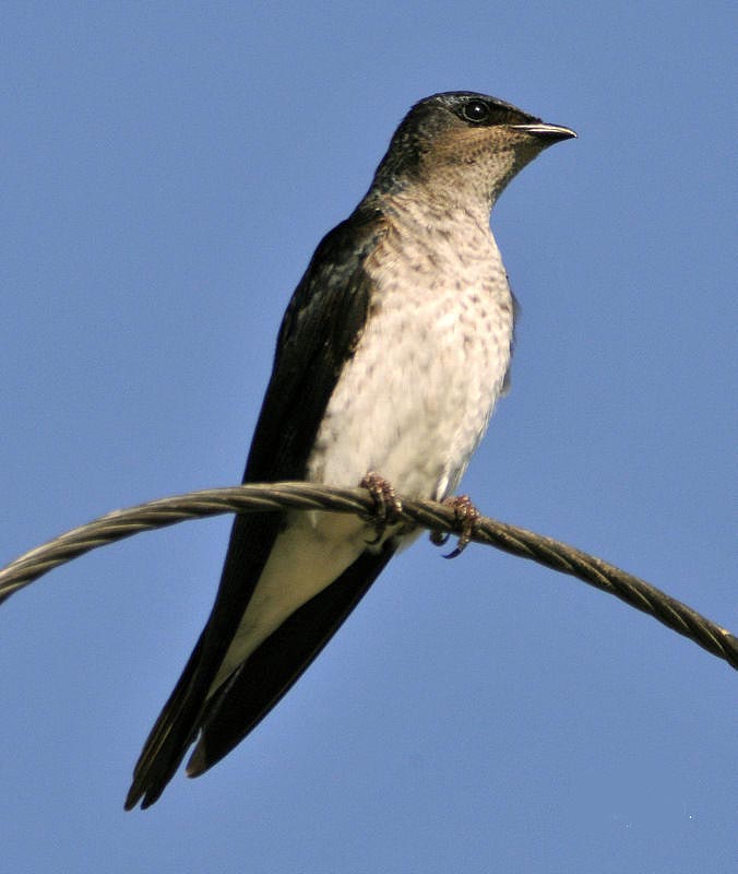 Bellas Aves de El Salvador: Progne chalybea (golondrina doméstica o ...