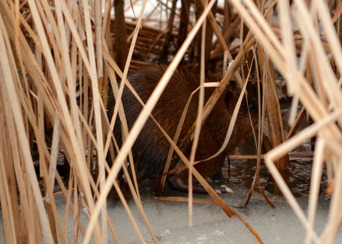 Woods Walks and Wildlife: January 2015