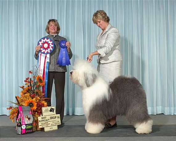 DOG SHOW POOP: OLD ENGLISH SHEEPDOG NATIONAL