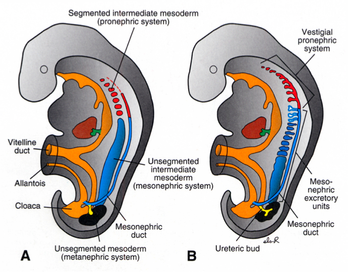 Ciencias de Joseleg: 13 DESARROLLO EMBRIONARIO DEL RIÑÓN MAMÍFERO