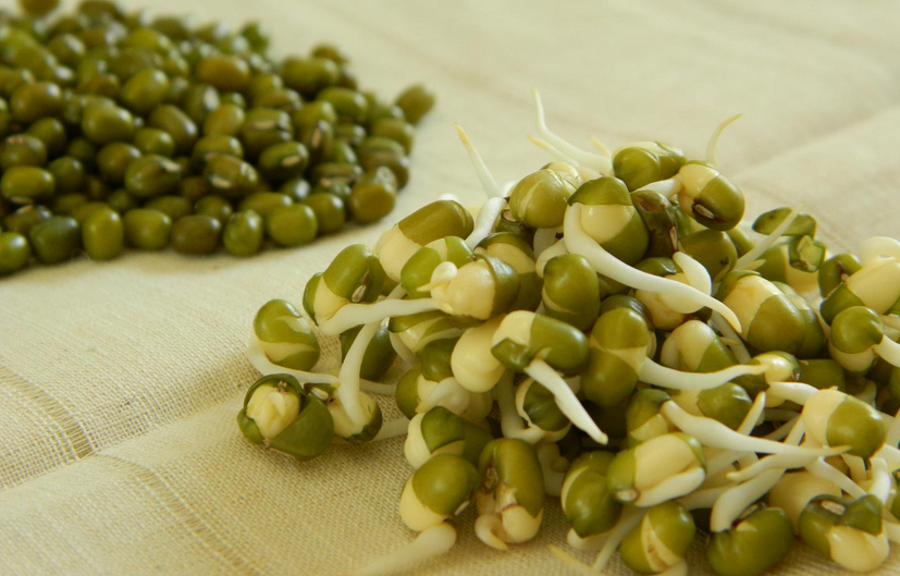 pengertian imbibisi pada biji tumbuhan - Elinotes - Review By Eli Setiawan