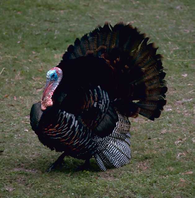 THE ANIMAL for JUST: A turkey is a large bird in the genus Meleagris