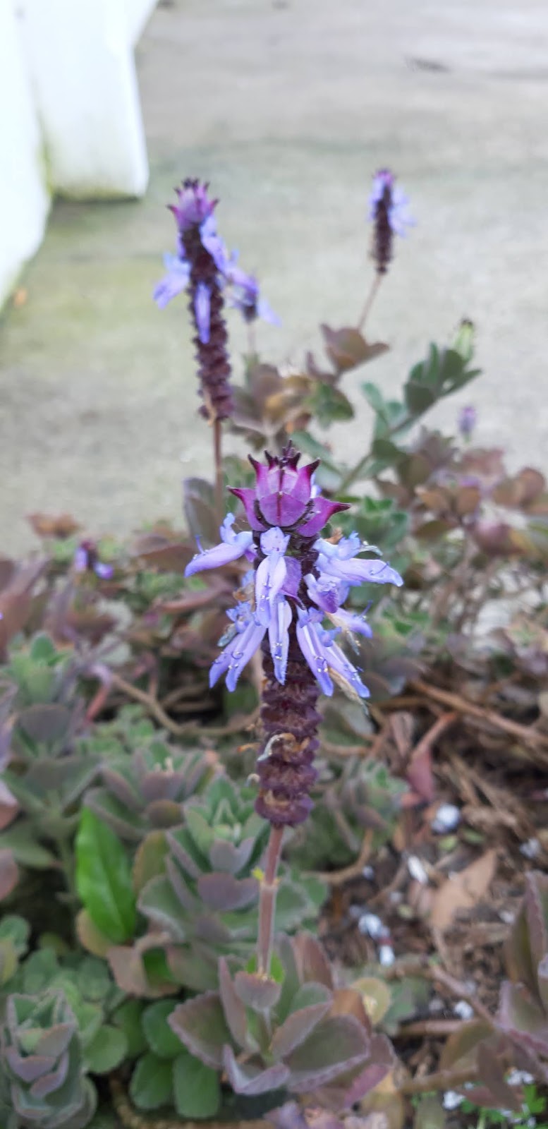 Em Defesa das Plantas dos Açores: Plectranthus neochilus Schltr.