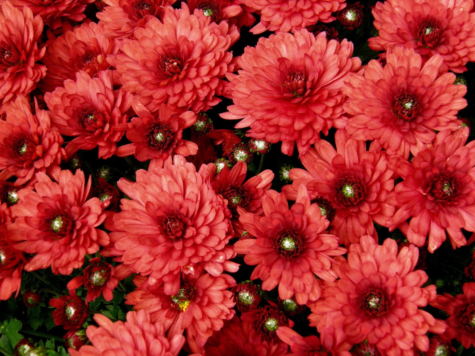 2020 Doug Photo Blog: Red Mums