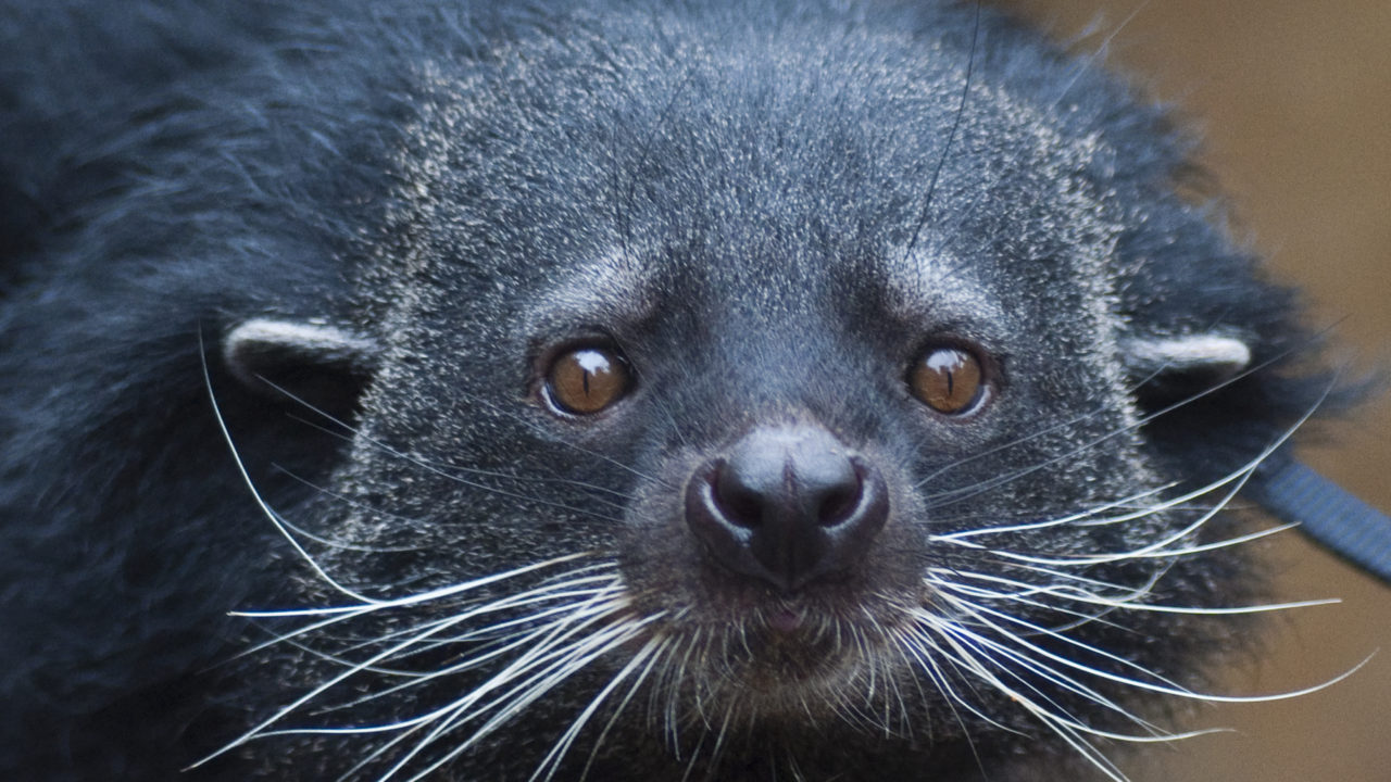 English Task | All About Binturong (Also known as Bearcat)