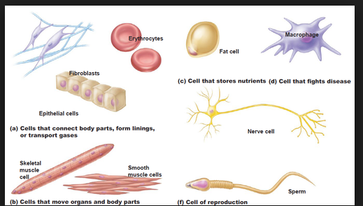 Kennedy Clan Science: Cells and Bodies