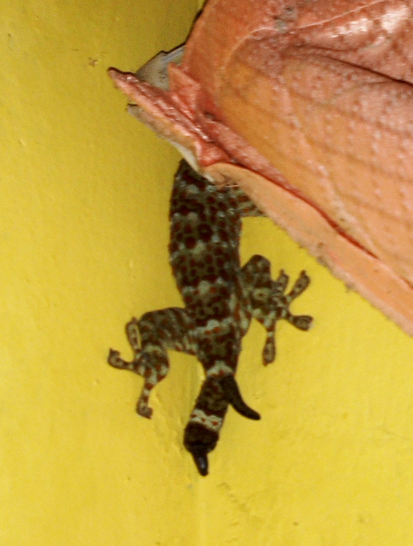 Jagoan Banten: Amazing, Harga Tokek Ekor Cabang Dua Ratusan Juta Rupiah