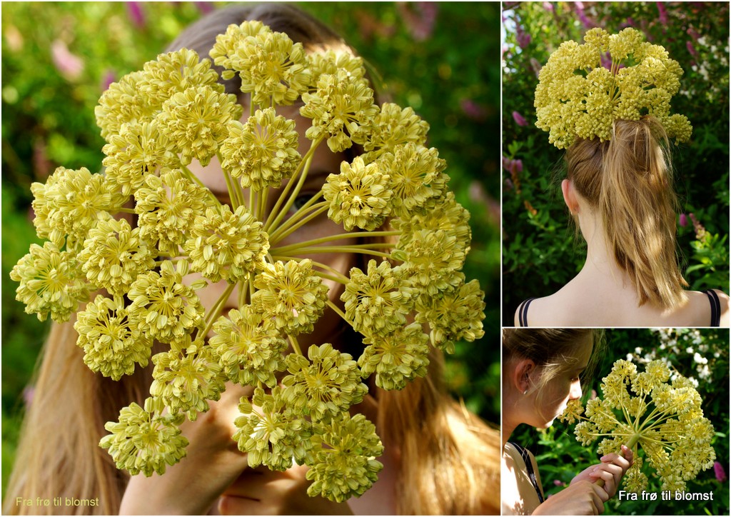 Fra frø til blomst: KVAN
