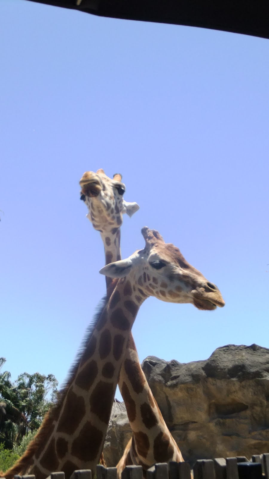 Justina-Overseas: Taronga Zoologijos Sodas Sidnėjus