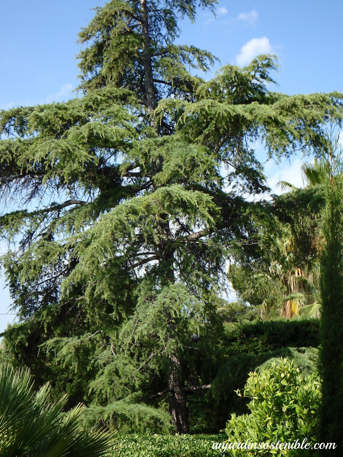 Deodara (Cedro llorón, Cedro del Himalaya, Cedro Deodara)