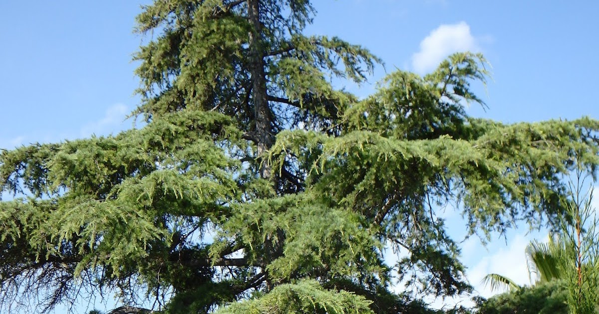 Deodara (Cedro llorón, Cedro del Himalaya, Cedro Deodara)