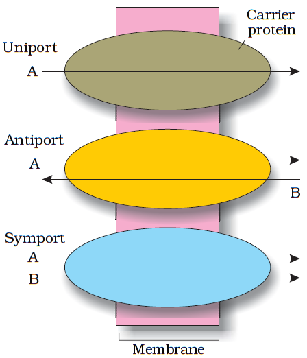 Transport in Plants - Notes | Class 11 | Part 1: Means of Transport