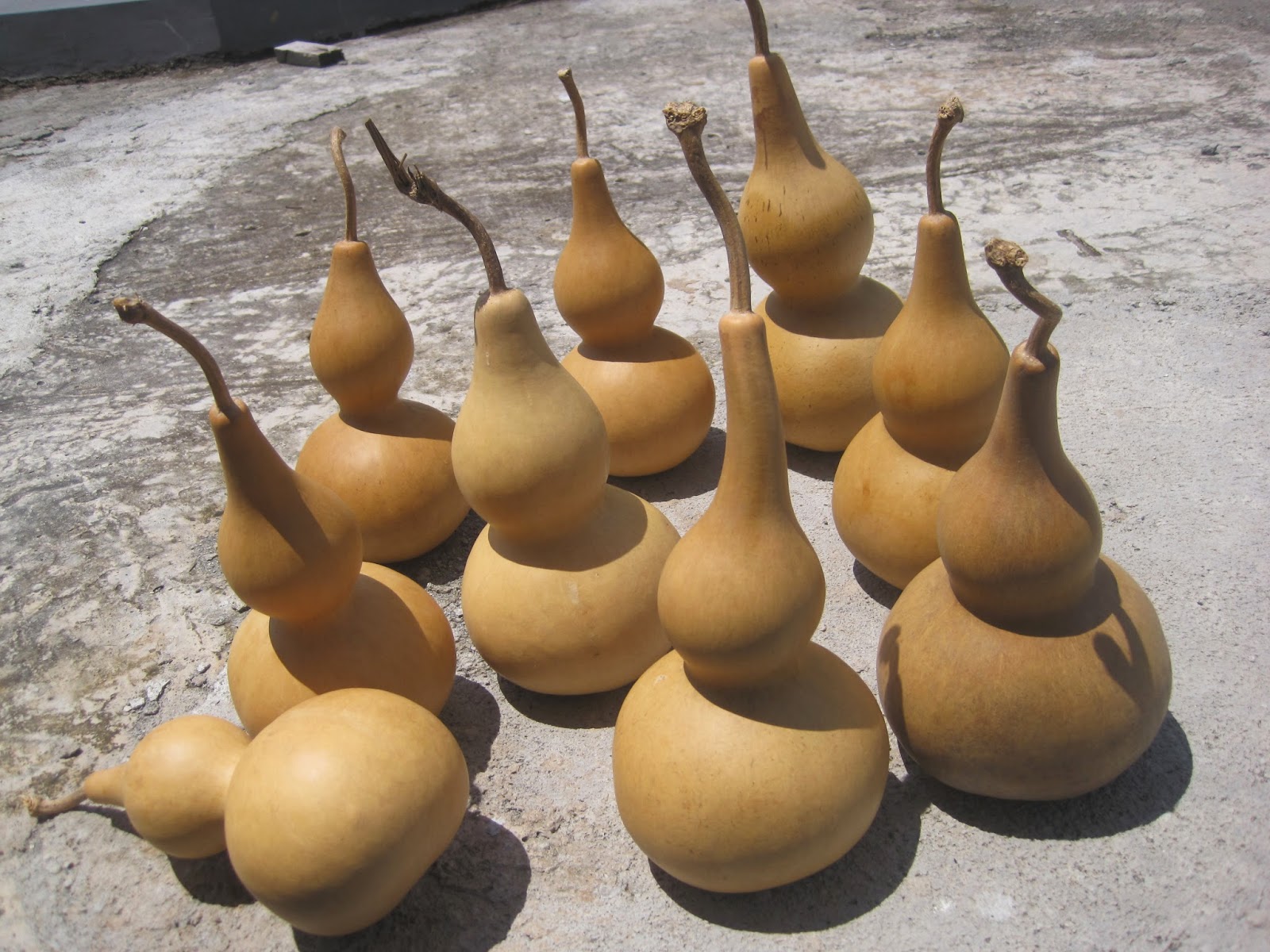 Labu China / Labu Botol / Labu Dewa mabuk / Labu Drunken Master