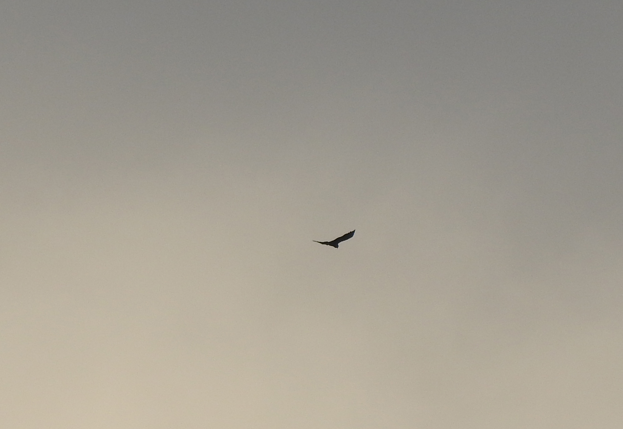 PASARI DIN ROMANIA: ACVILA DE MUNTE, Aquila chrysaetos