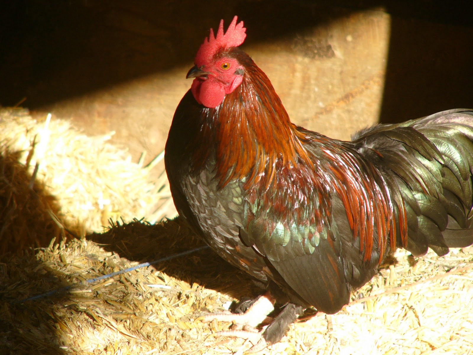 PawleyFarm Seasons: Chicken Barn Progress