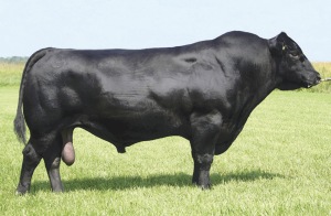 Zootecnia é 10: Você conhece ou já ouviu falar no Beefalo?