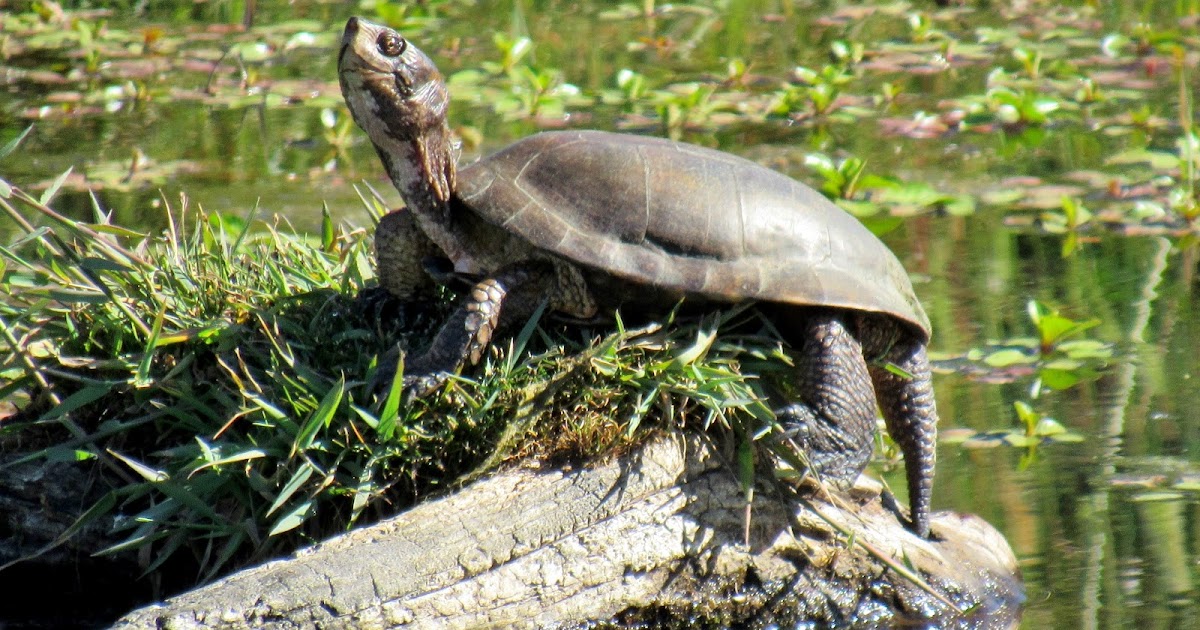 Let's Talk About Turtles! Western Pond Turtles and More