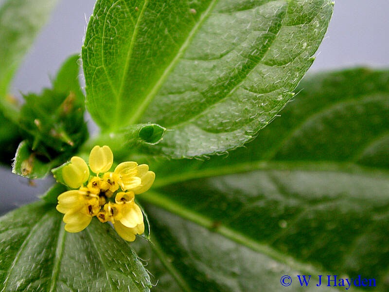 Sharing Kelinci Nusantara: Hijauan Pakan Kelinci