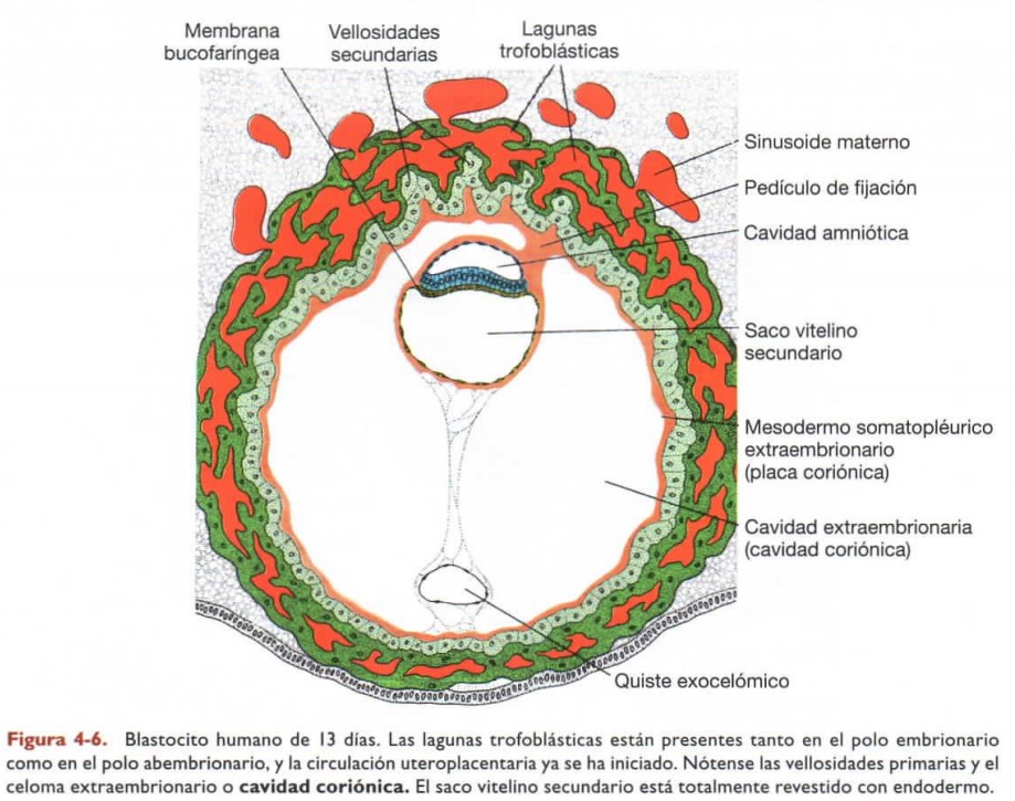 Embriologia Medica: Abril 2016