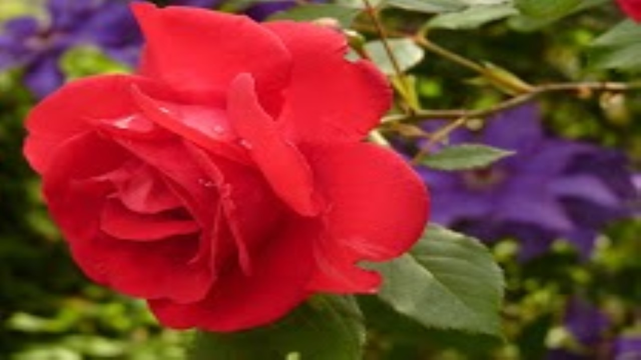 Cara menanam bunga mawar yang benar