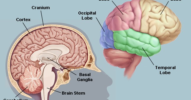 Deeply Trivial: Top-Down, Bottom-Up, and the ABCD of Personality