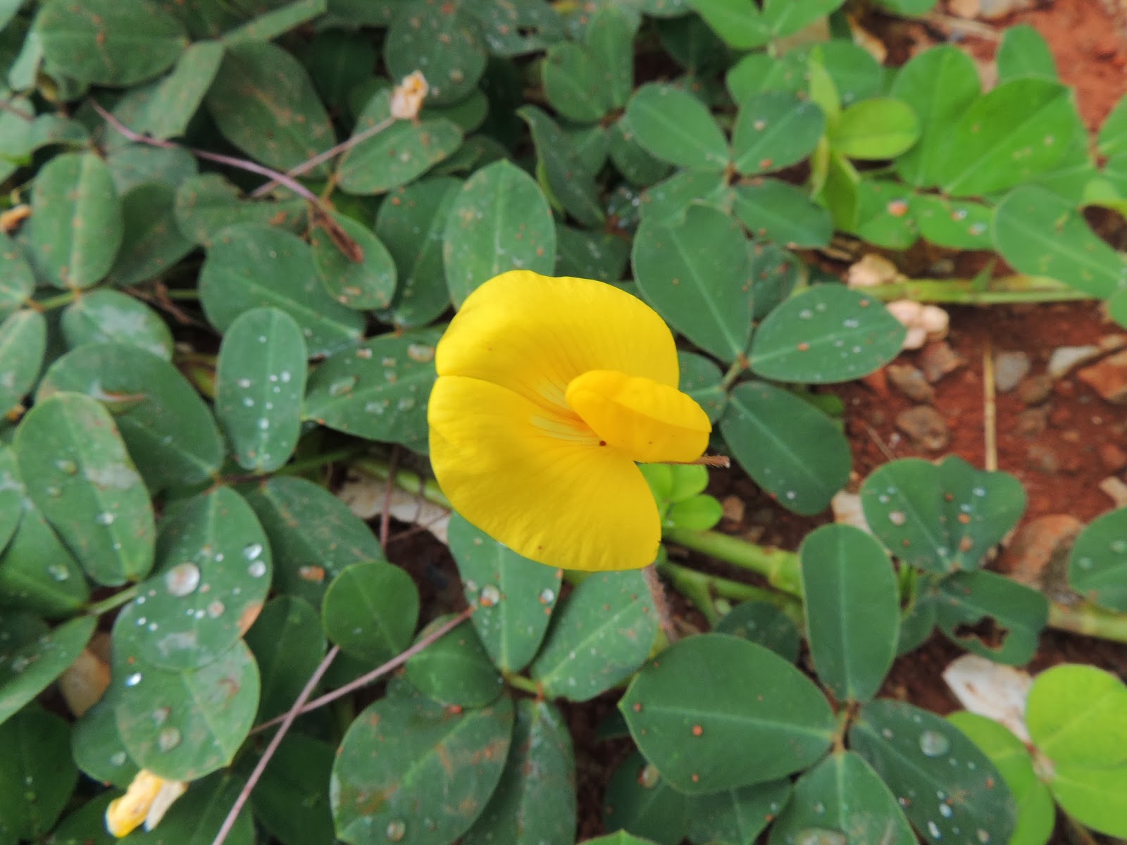 Fabaceae - Leguminosae no Brasil: Fabaceae - Arachis pintoi Krapov. & W ...