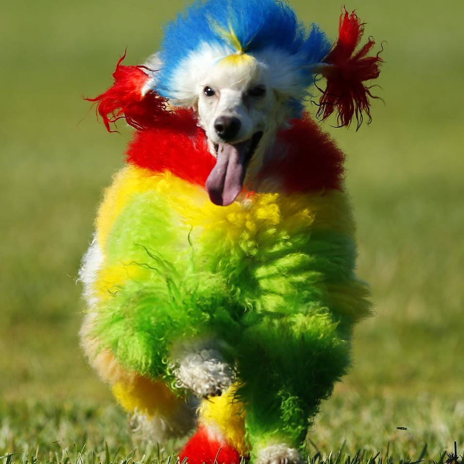 Fotos de perros verdes - Blog de imágenes