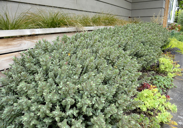 danger garden: Where the Melianthus blooms…