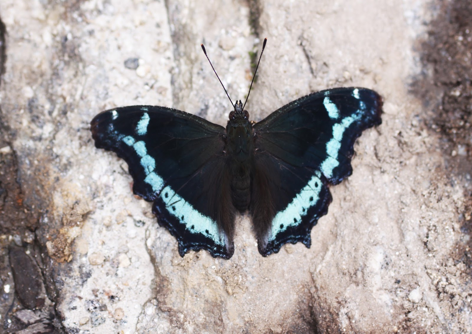 Blue Admiral