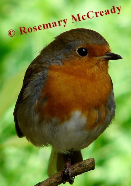 Let's Do It for ME!: 'Let's Get Snapping for ME' 2012 Christmas Cards ...