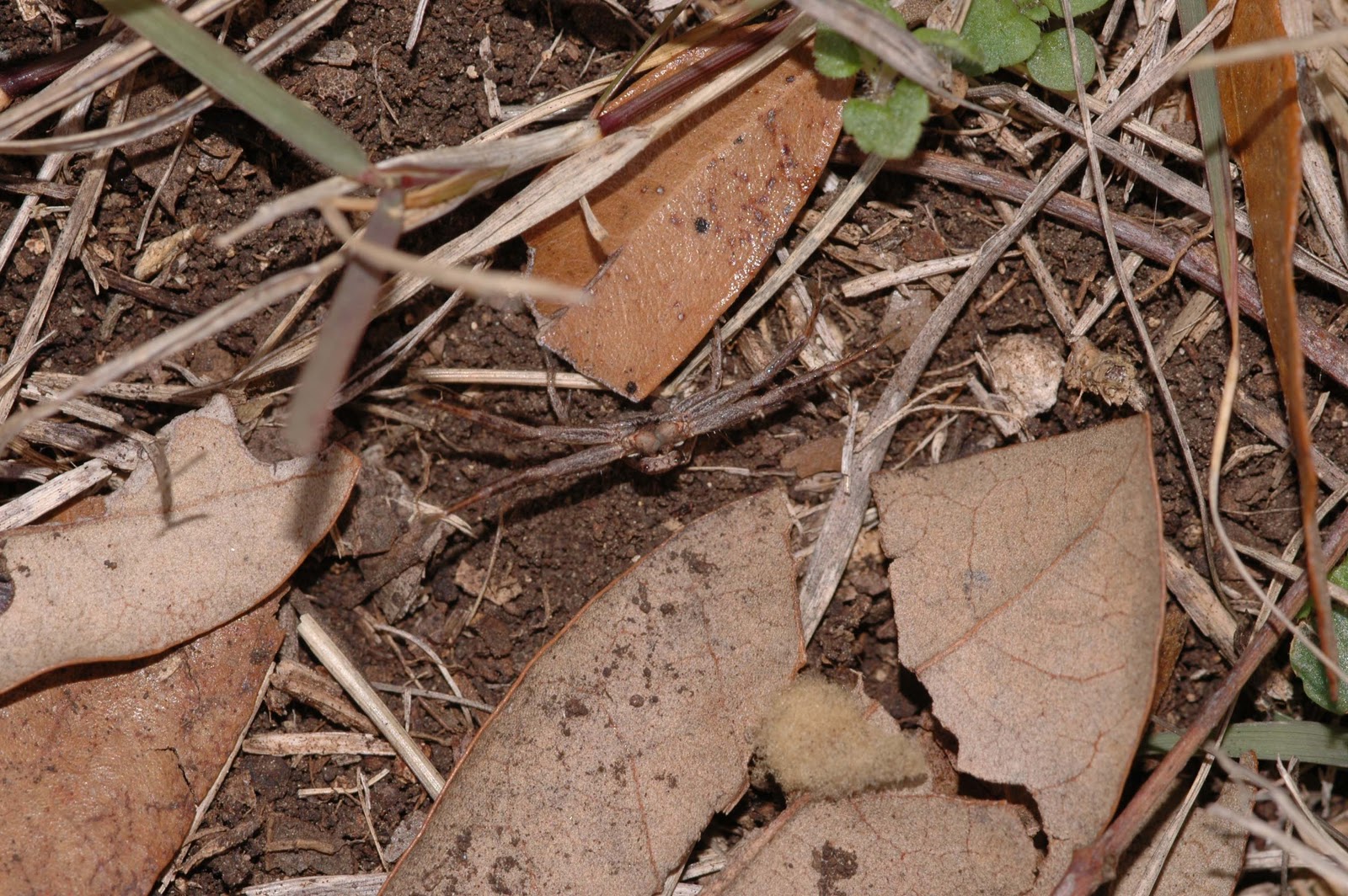 Window on a Texas Wildscape: Spider camo
