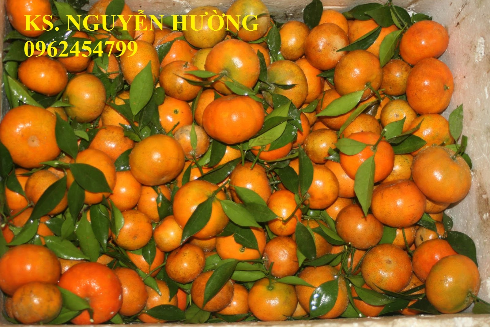 Chuyên Cung Cấp Giống Cây Cam Canh, Cam Đường, Cam Đường Canh Chuẩn ...