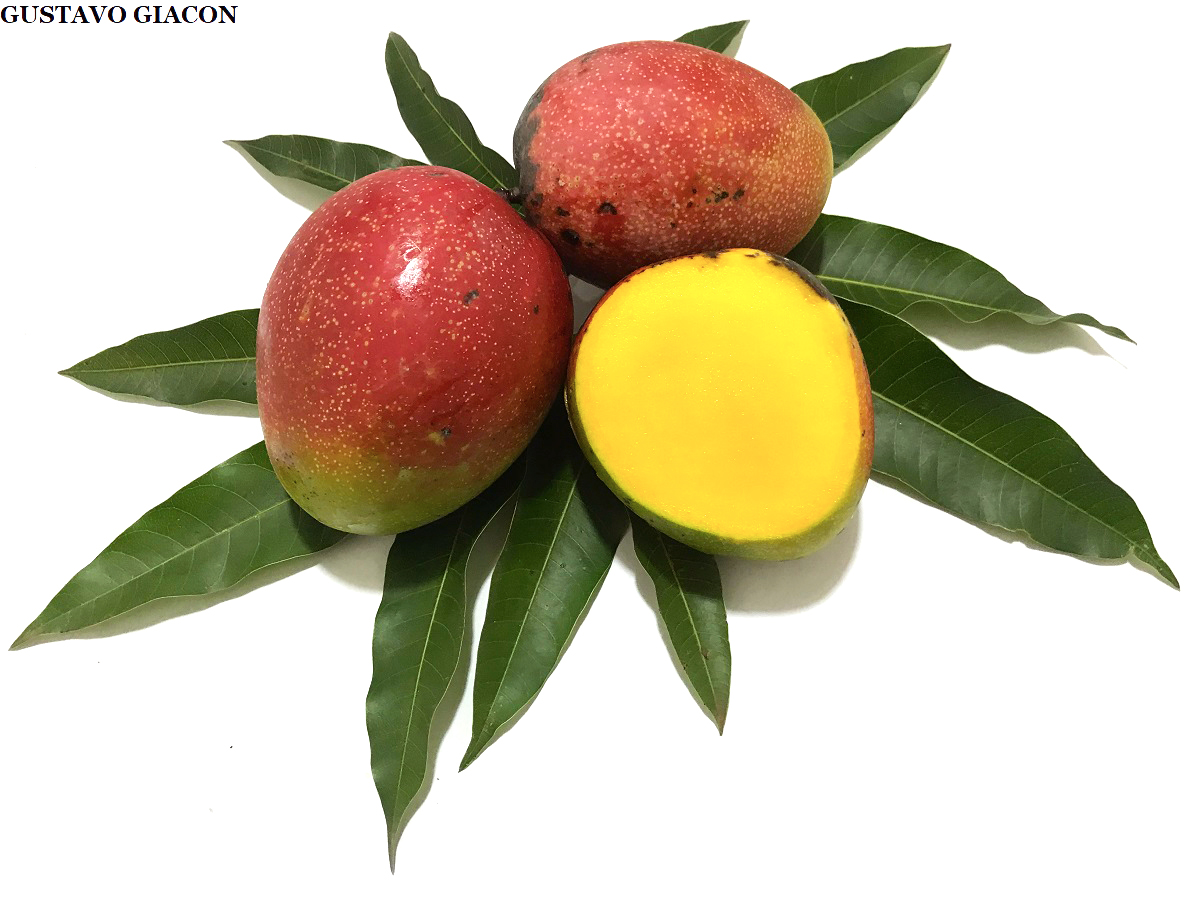 Viveiro Ciprest - Plantas Nativas e Exóticas: Manga Kent ( Mangifera ...