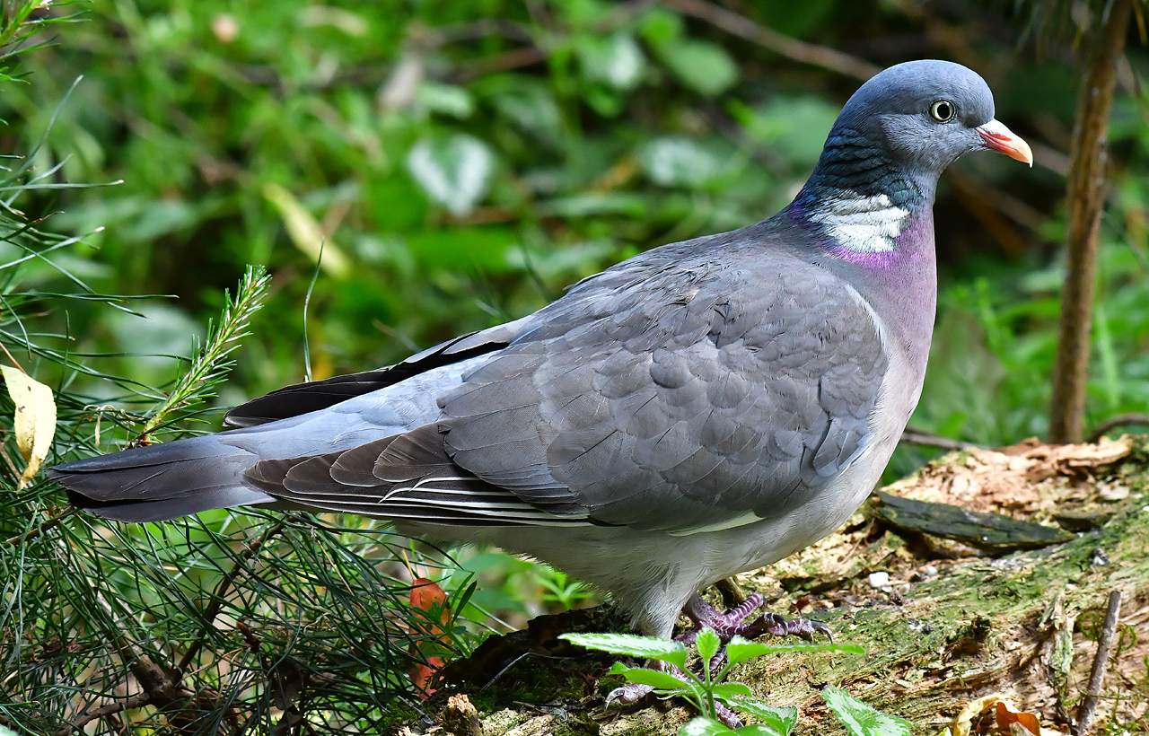 Jozef van der Heijden - Natuurfotografie: De Houtduif (Columba palumbus)