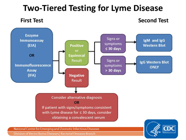 Spirochetes Unwound: A biosignature of early Lyme disease