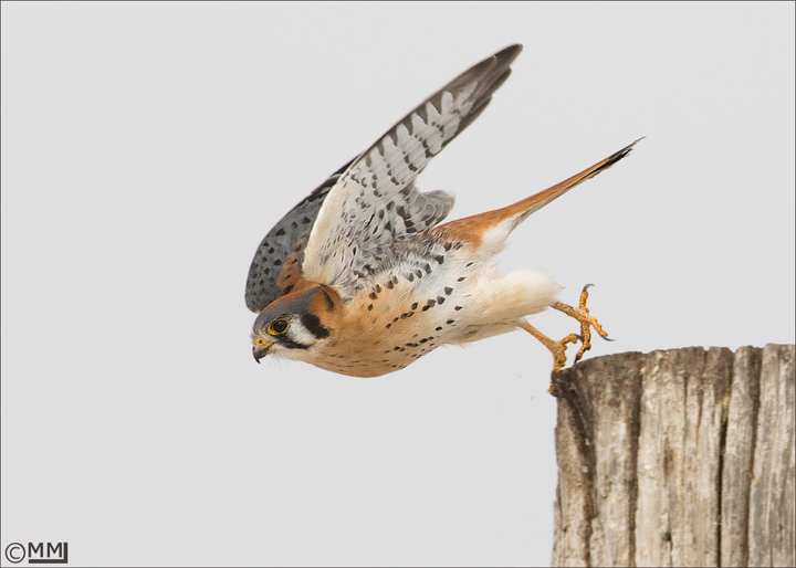 Birding Is Fun!: American Kestrel - Fun Facts & Viewing Tips