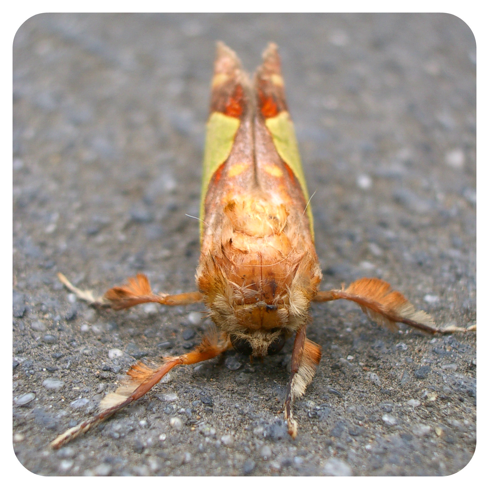 Shara Lambeth Designs: Mystery Moth