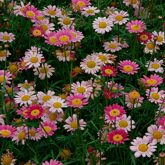 Um jardim para cuidar: O encanto dos malmequeres ...