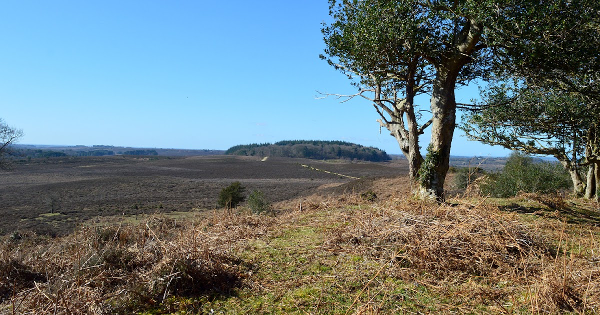 IF YOU GO DOWN TO THE WOODS TODAY....: Hasley enclosure