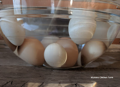 How to float test eggs - Murano Chicken Farm