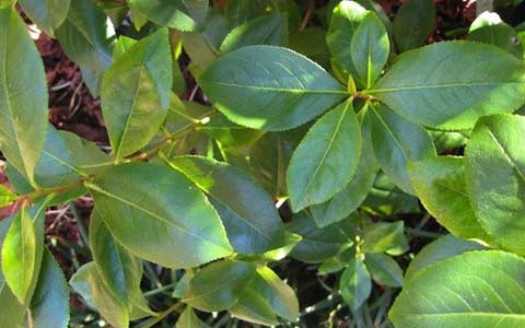 NusanTaRa.Com: Benarkah daun khat daun sesat