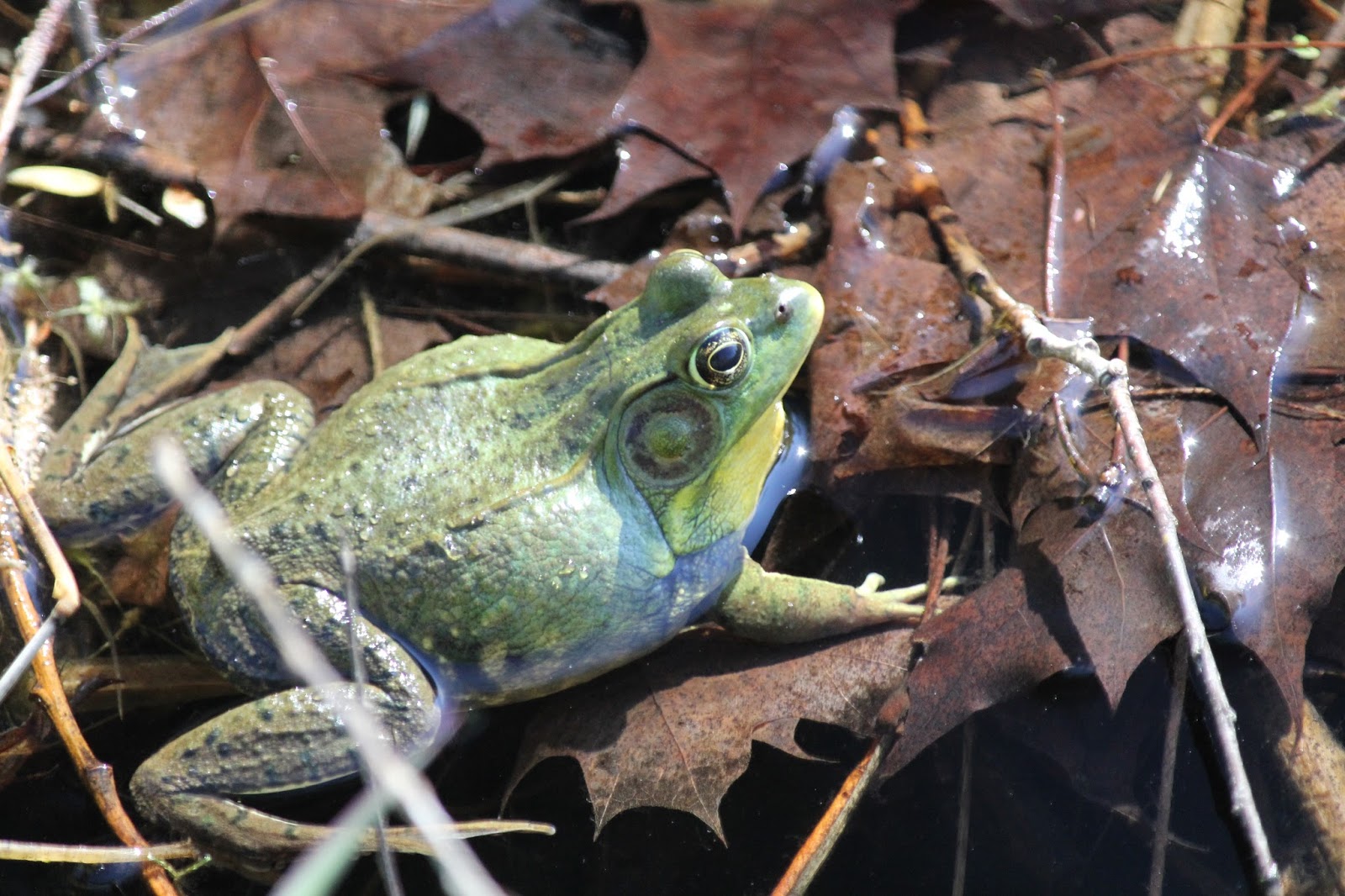 Isabella Conservation District Environmental Education Program: Froggie ...