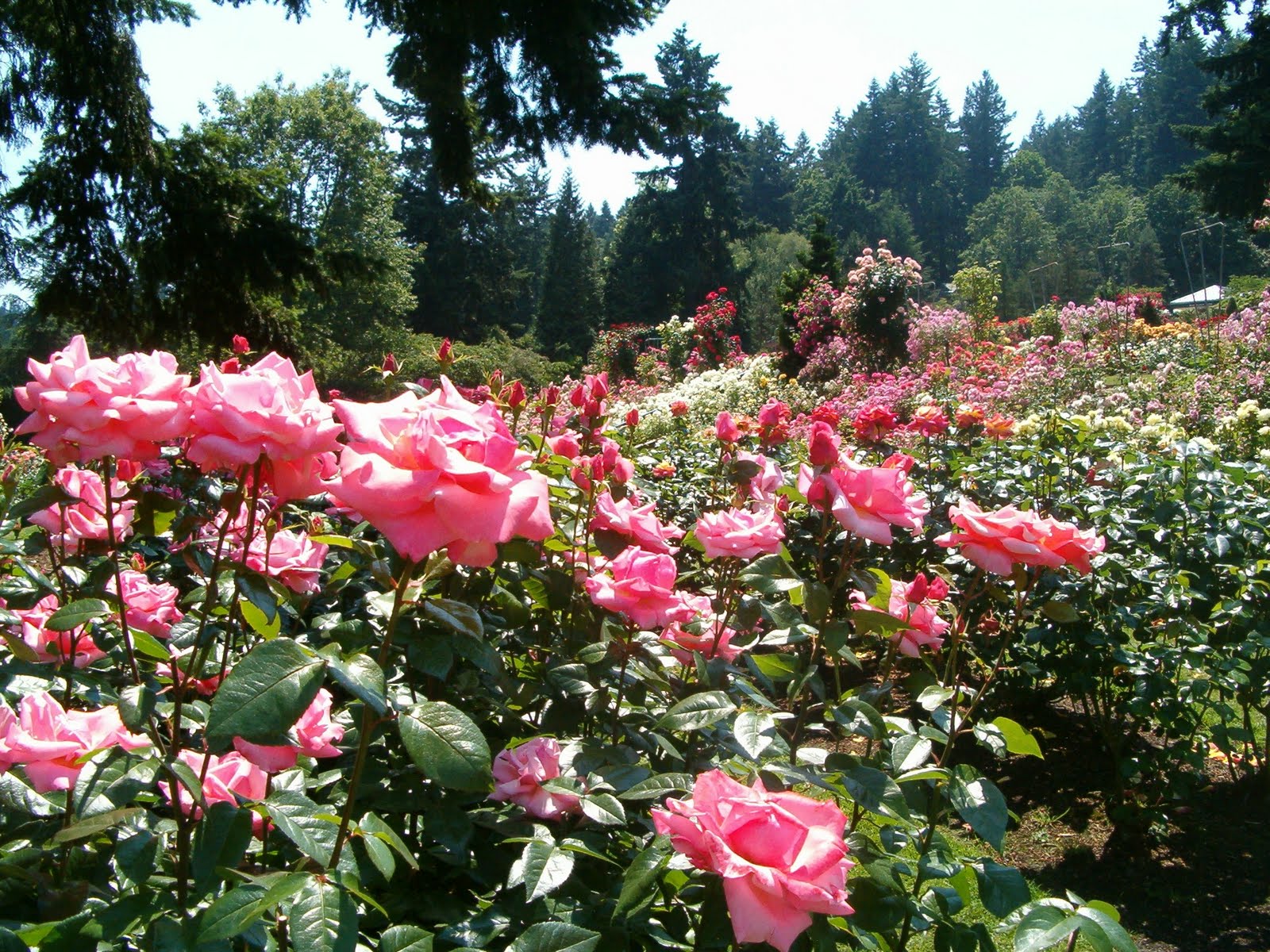 Julie's Journeys: Portland, Oregon: International Rose Test Garden