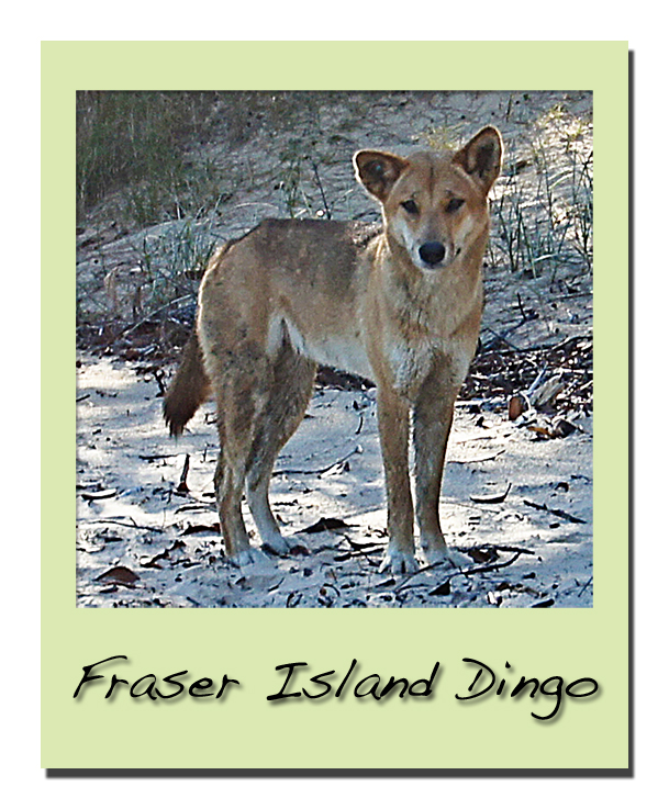 Lucey Blue: Fraser Island Dingoes