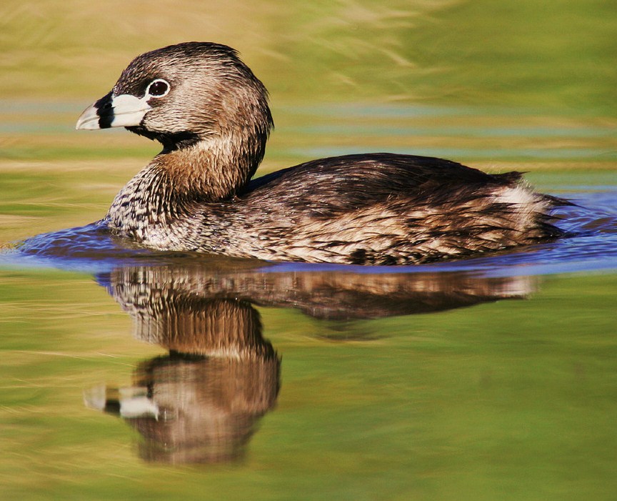 Bird of the Day: The Least Grebe
