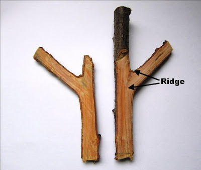 Fruit Tree Pruning at Its Best: What is a Ridge?