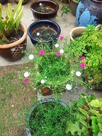 ceriakan hari-harimu: Bunga Lipan atau Rose Jepun?