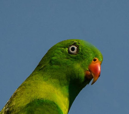 Vernal hanging parrot Images | Birds of India | Bird World